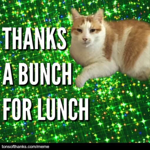 56 Cute Cat Thank You Memes