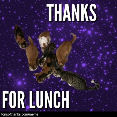 51 Nice Thank You Memes With Cats - Tons of Thanks