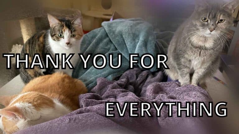 For Fun: Cat Lady Shares 18 Reasons To Thank Cats