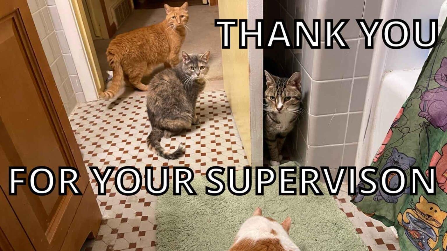 For Fun: Cat Lady Shares 18 Reasons To Thank Cats