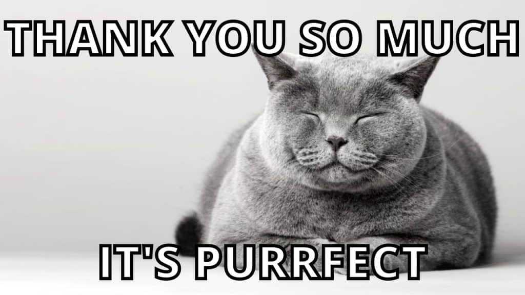 33 Of The Cutest Thank You Memes And Puns Get Ready To Smile 33 Of The Cutest Thank You Memes And Puns Get Ready To Smile