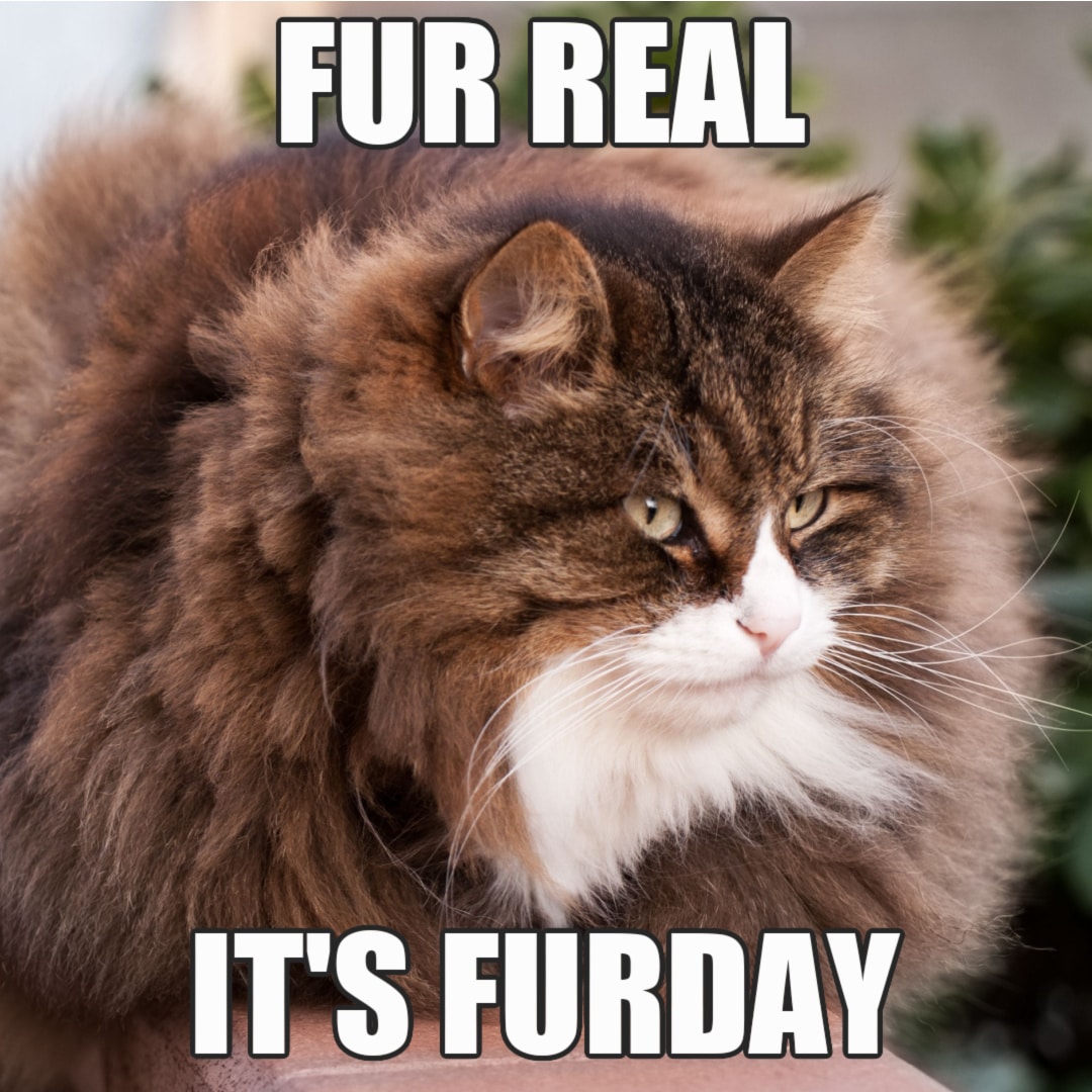 Happy Friday Memes For Students Wholesale Enjoy Brunofuga adv br Happy Friday Memes For Students Wholesale Enjoy Brunofuga adv br