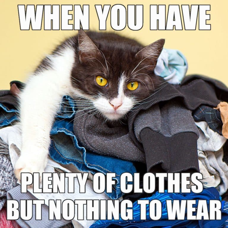 Happy Caturday! 17 Cute Cat Memes To Give You A Smile at Today