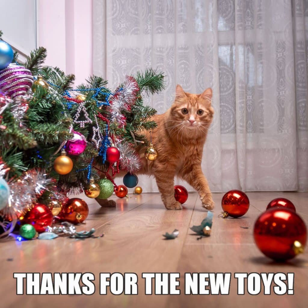 26 Cute Animal Memes That Will Instantly Brighten Your Day