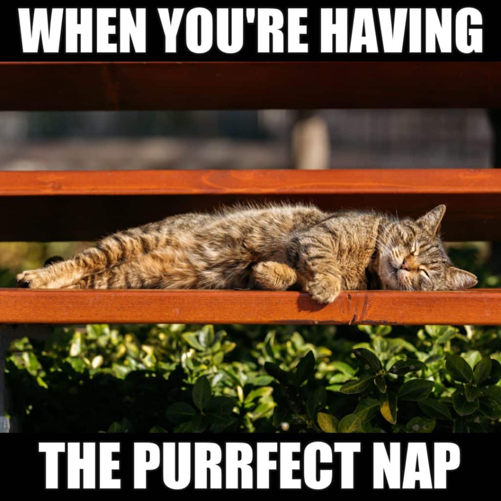26 Cute Animal Memes That Will Instantly Brighten Your Day