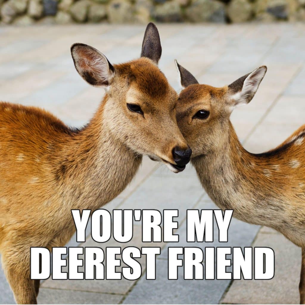 17 Funny Memes Celebrating Friendship To Make You Smile