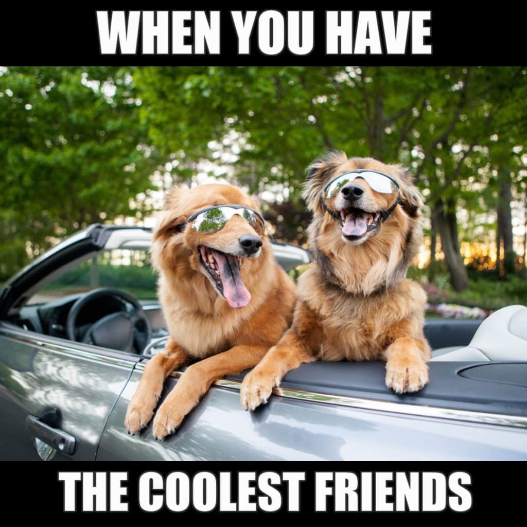 17 Funny Memes Celebrating Friendship To Make You Smile