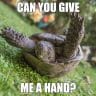 17 Cute Turtle Memes To Make You Smile or LOL