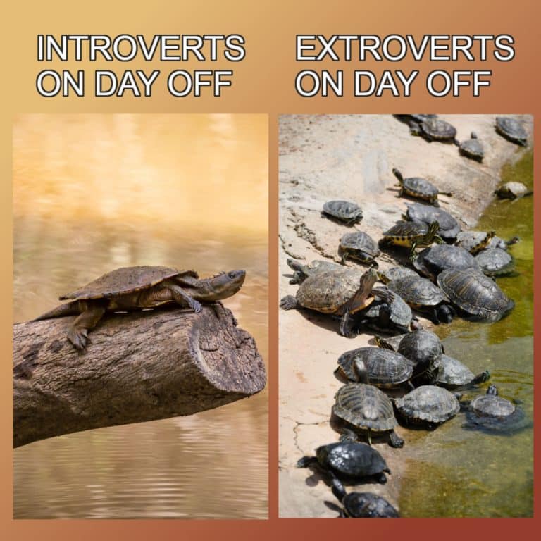 17 Cute Turtle Memes To Make You Smile or LOL