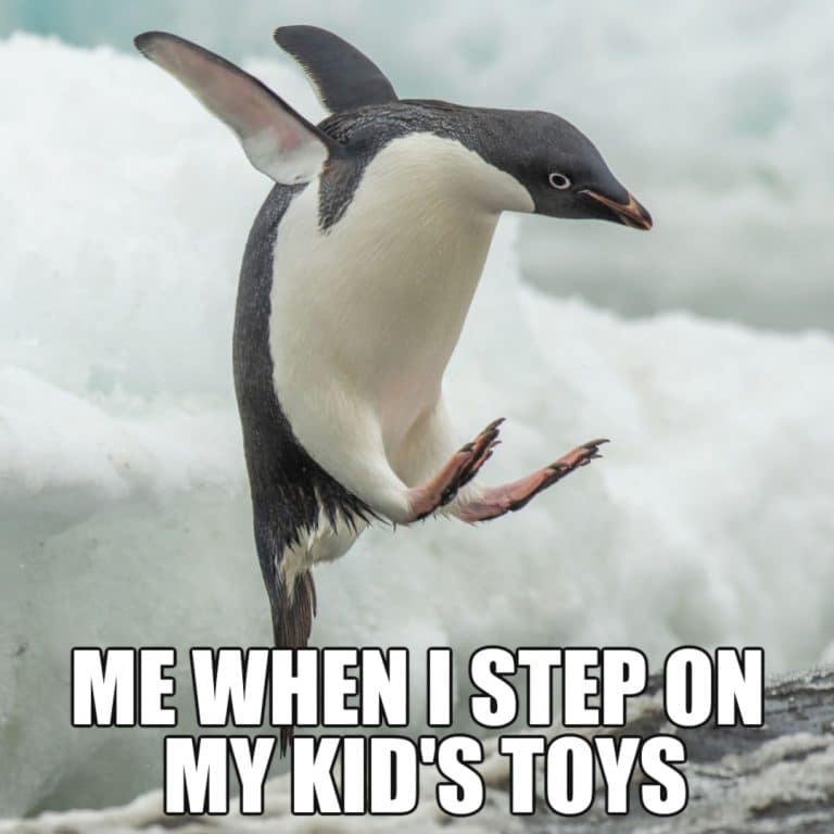 26 Cute Animal Memes That Will Instantly Brighten Your Day