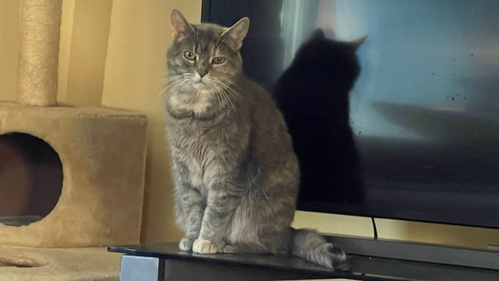 15 Cute Reasons Why Cats Are Absolutely the Best