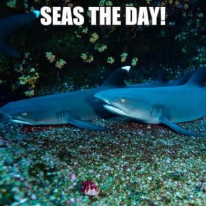 12 Silly Shark Memes to Make You Laugh