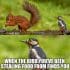 12 Funny Squirrel Memes to Make You Smile