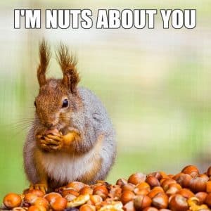 12 Funny Squirrel Memes to Make You Smile